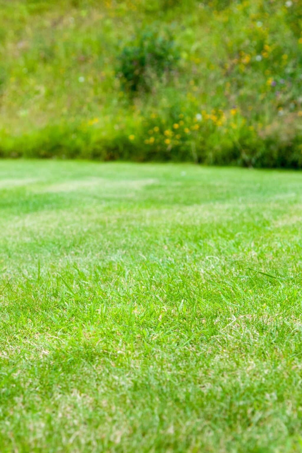 The Best Grass Varieties for Low-Light Lawns